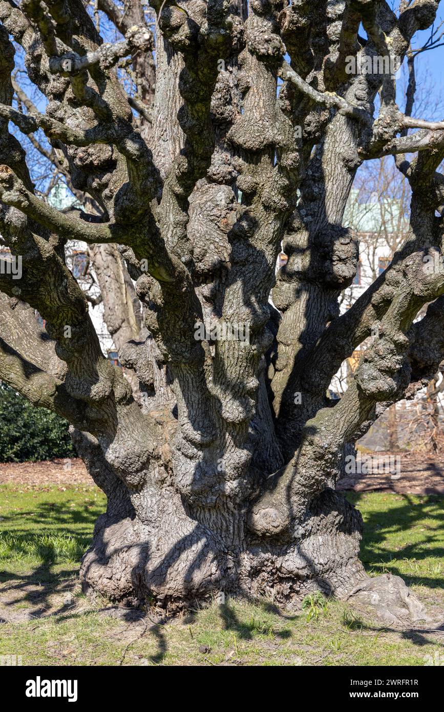 Gnarly oak tree in sunlight at daytime Stock Photo - Alamy