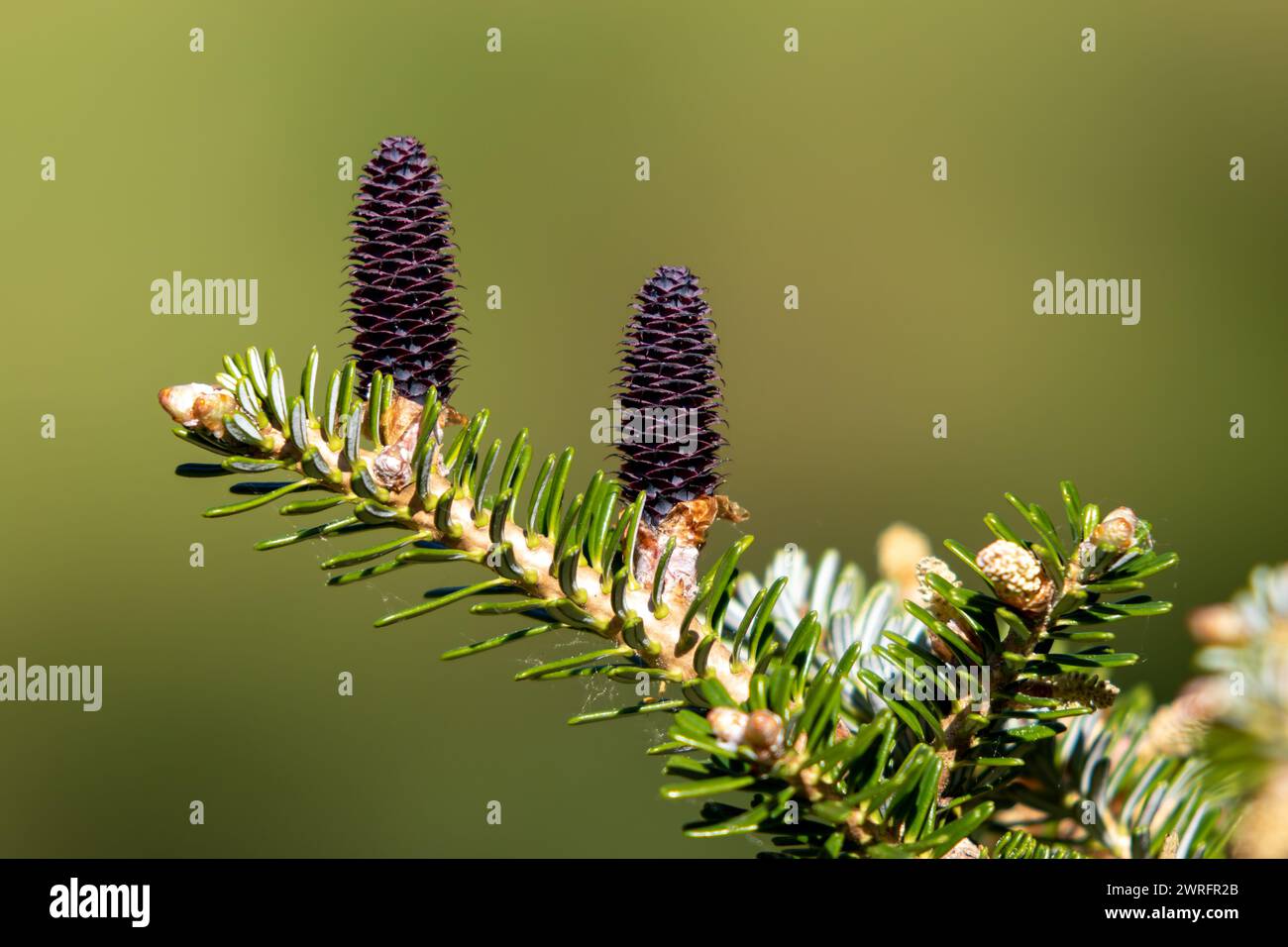 Small fresh baby cones on a pine tree branch Stock Photo - Alamy