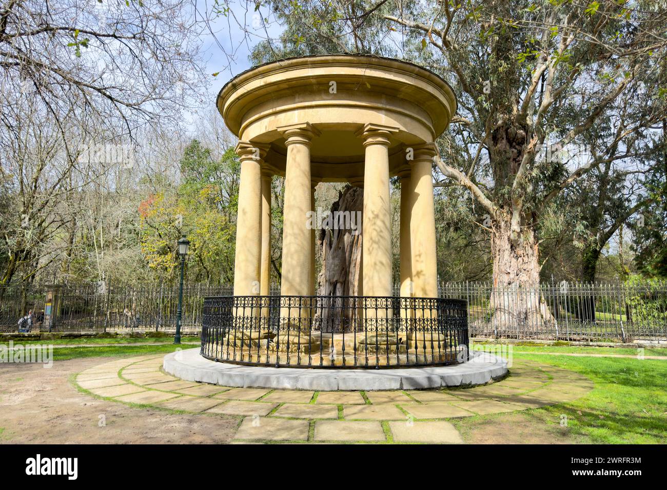 The old oak tree of Gernika that symbolizes traditional freedoms for ...