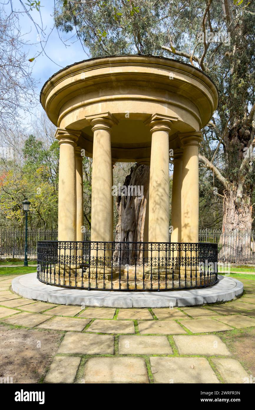The old oak tree of Gernika that symbolizes traditional freedoms for ...
