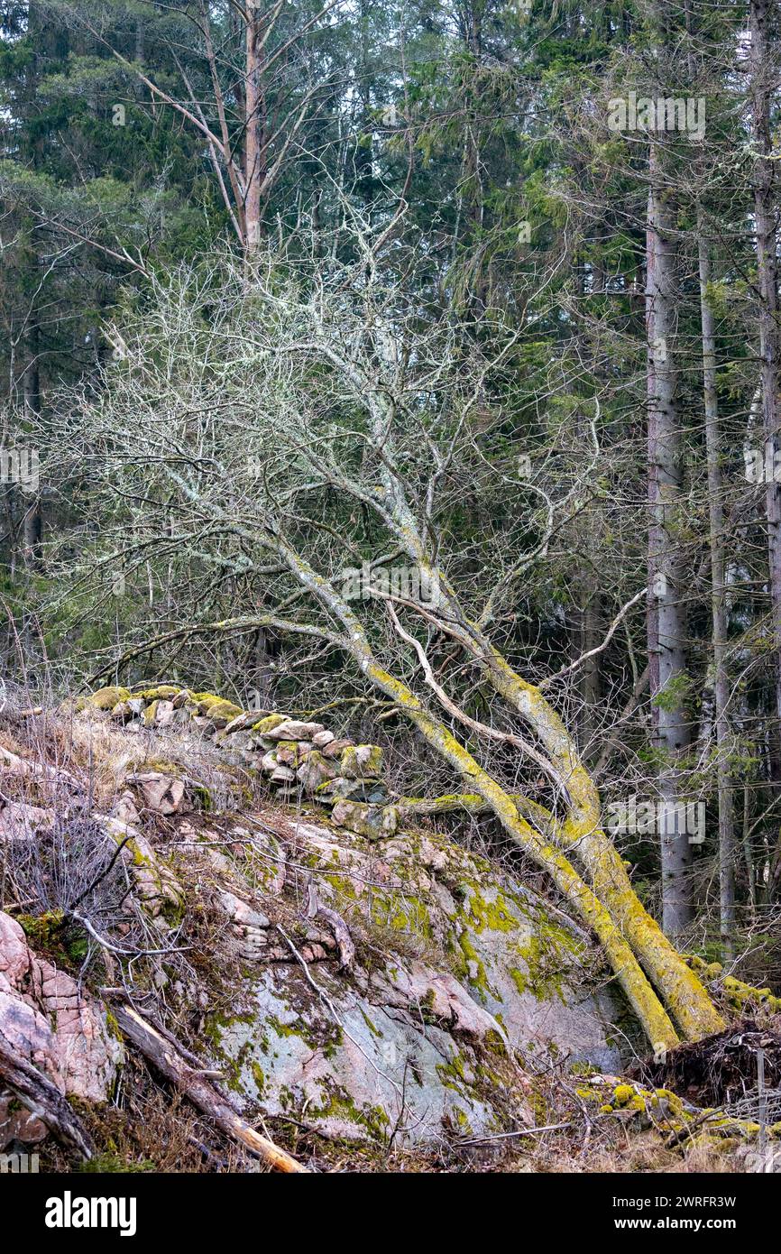 Fallen tree after a storm Stock Photo - Alamy