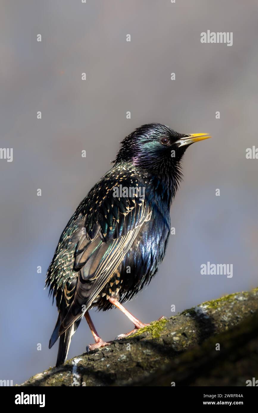Common starling sitting on a branch facing right. Glare in eye ...