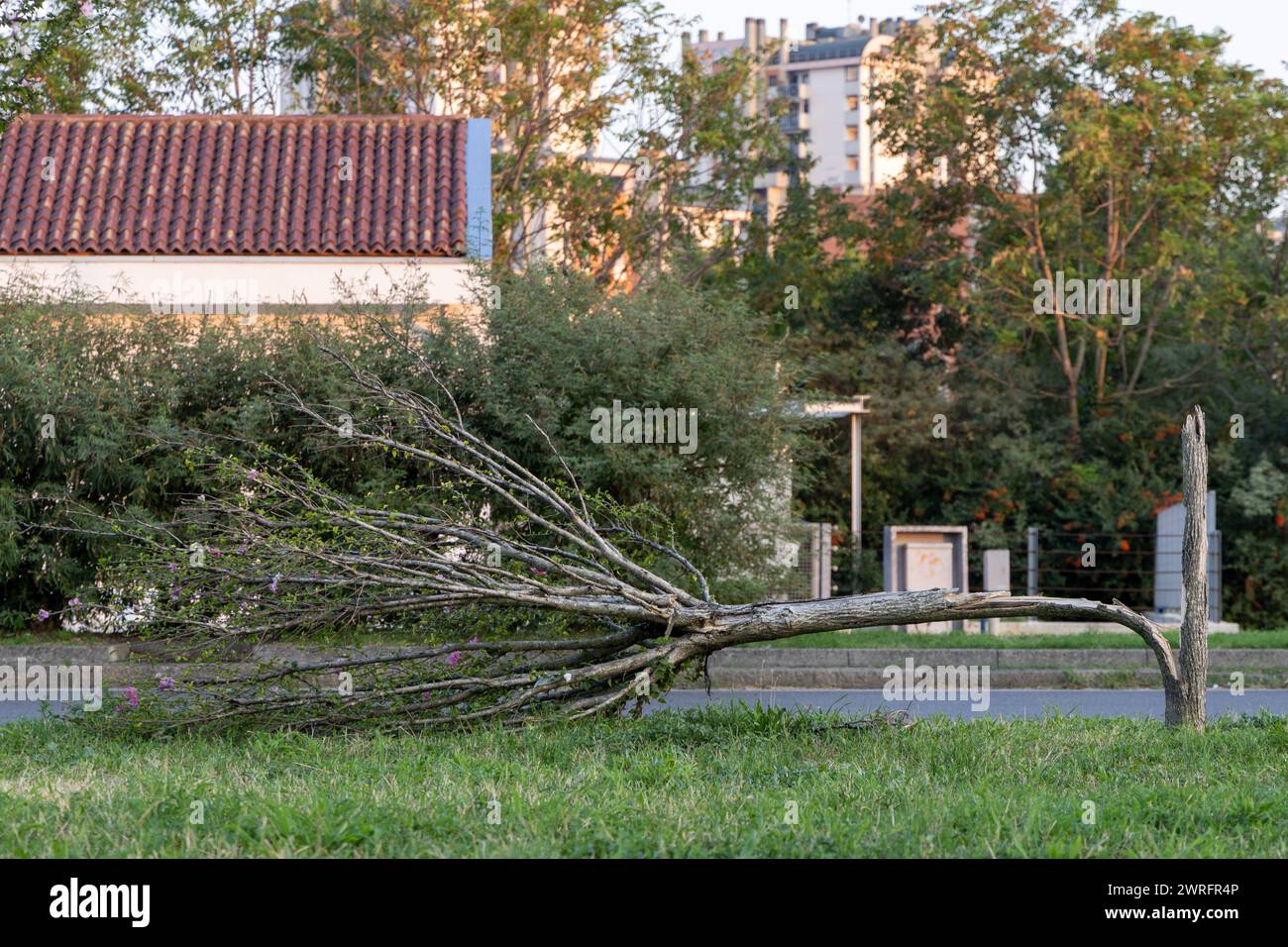 Tree broken by storm in Milan, Italy Stock Photo - Alamy