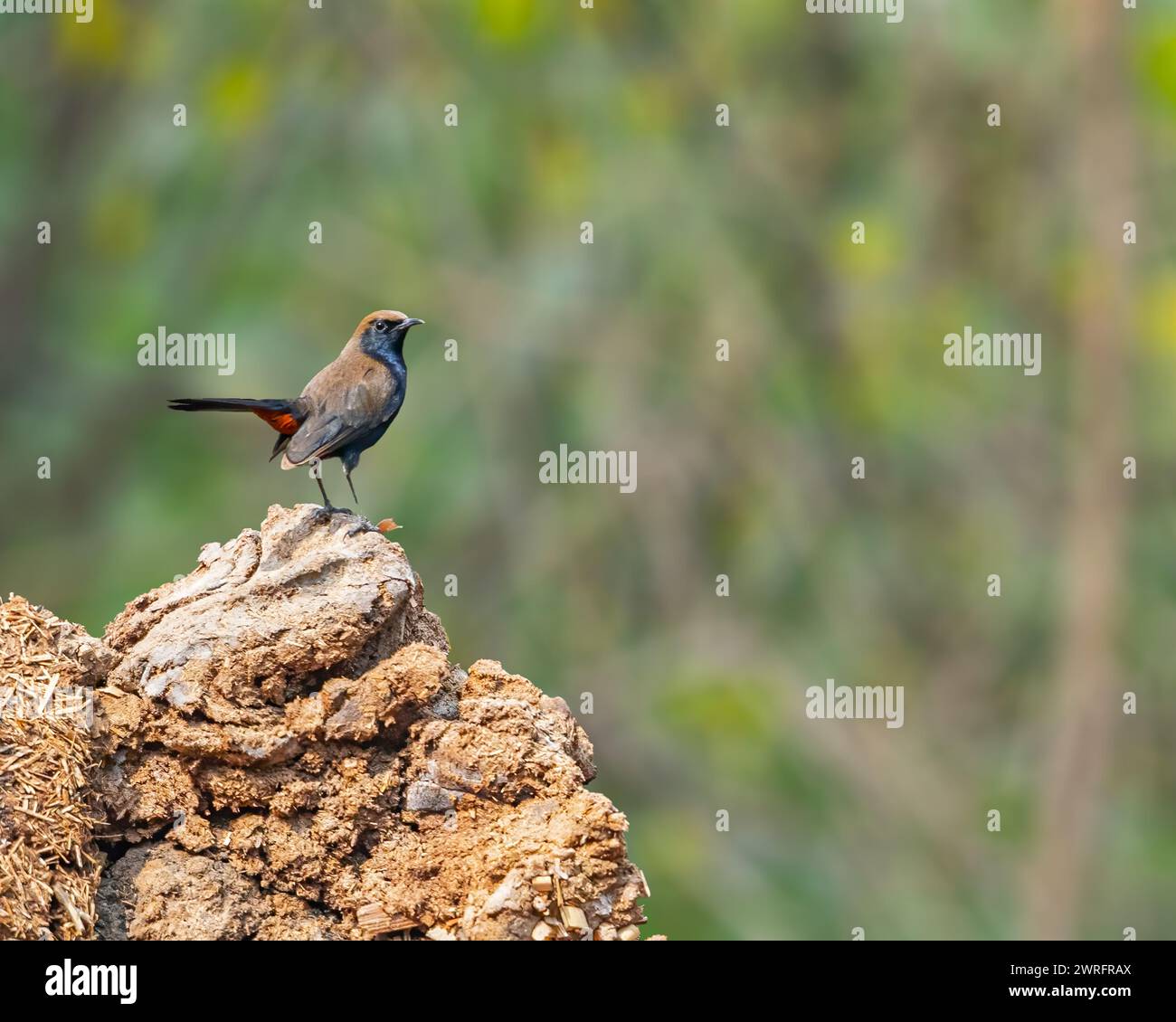 Indian blue robin hi-res stock photography and images - Alamy
