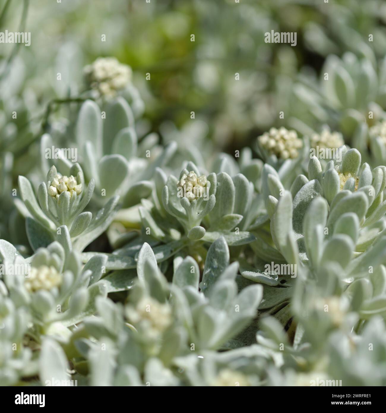 Flora of Lanzarote - Helichrysum gossypinum, cotton wool everlasting ...