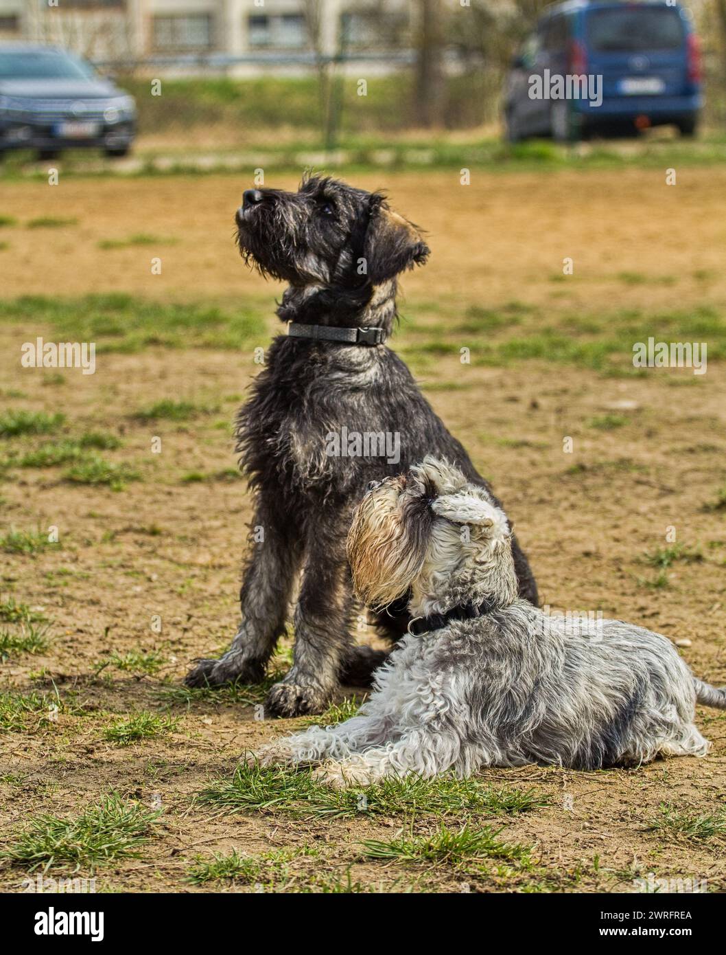 Giant Schnauzer puppy and and adult Miniature Schnauzer Stock Photo - Alamy