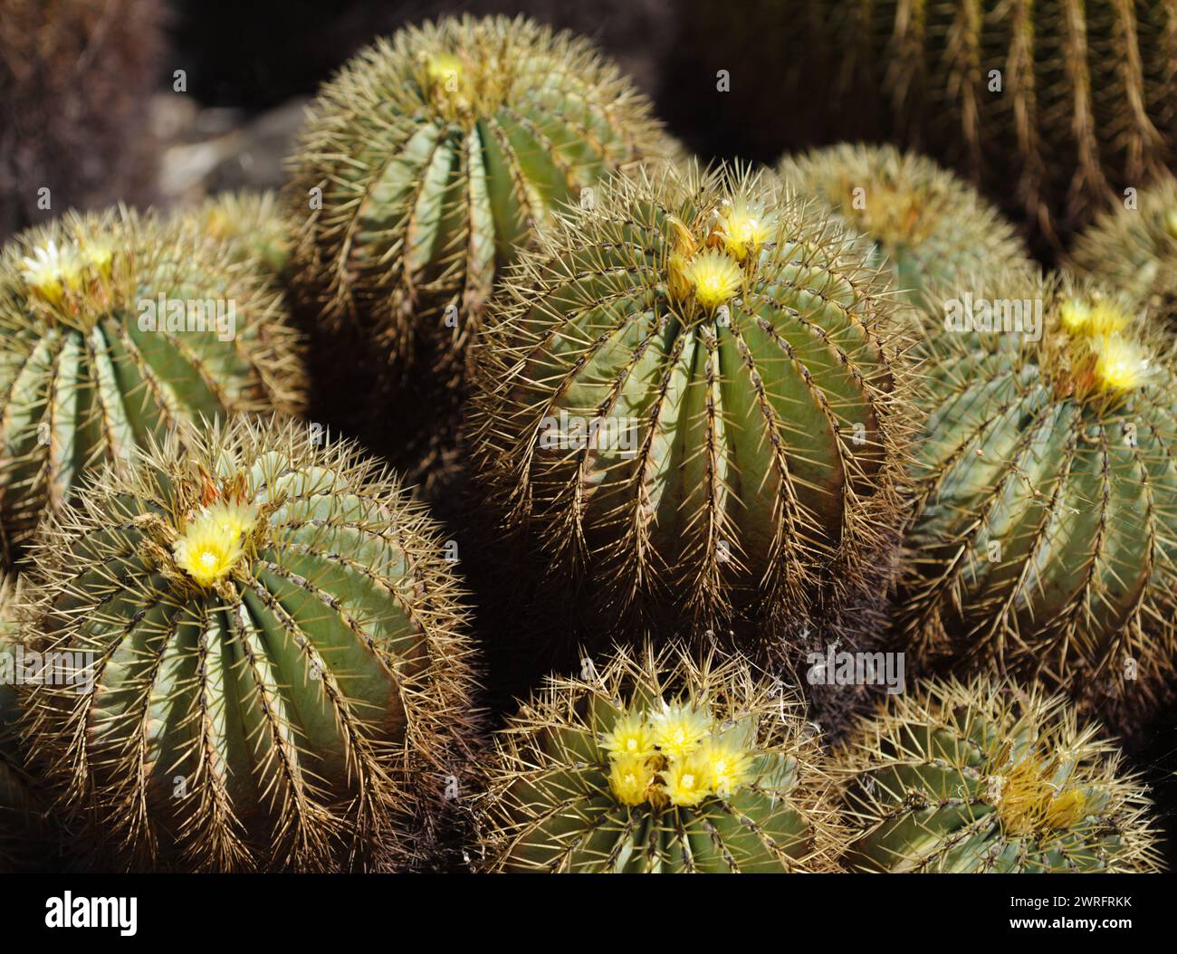 Pale yellow flowers of Echinocactus grusonii, the golden barrel cactus ...