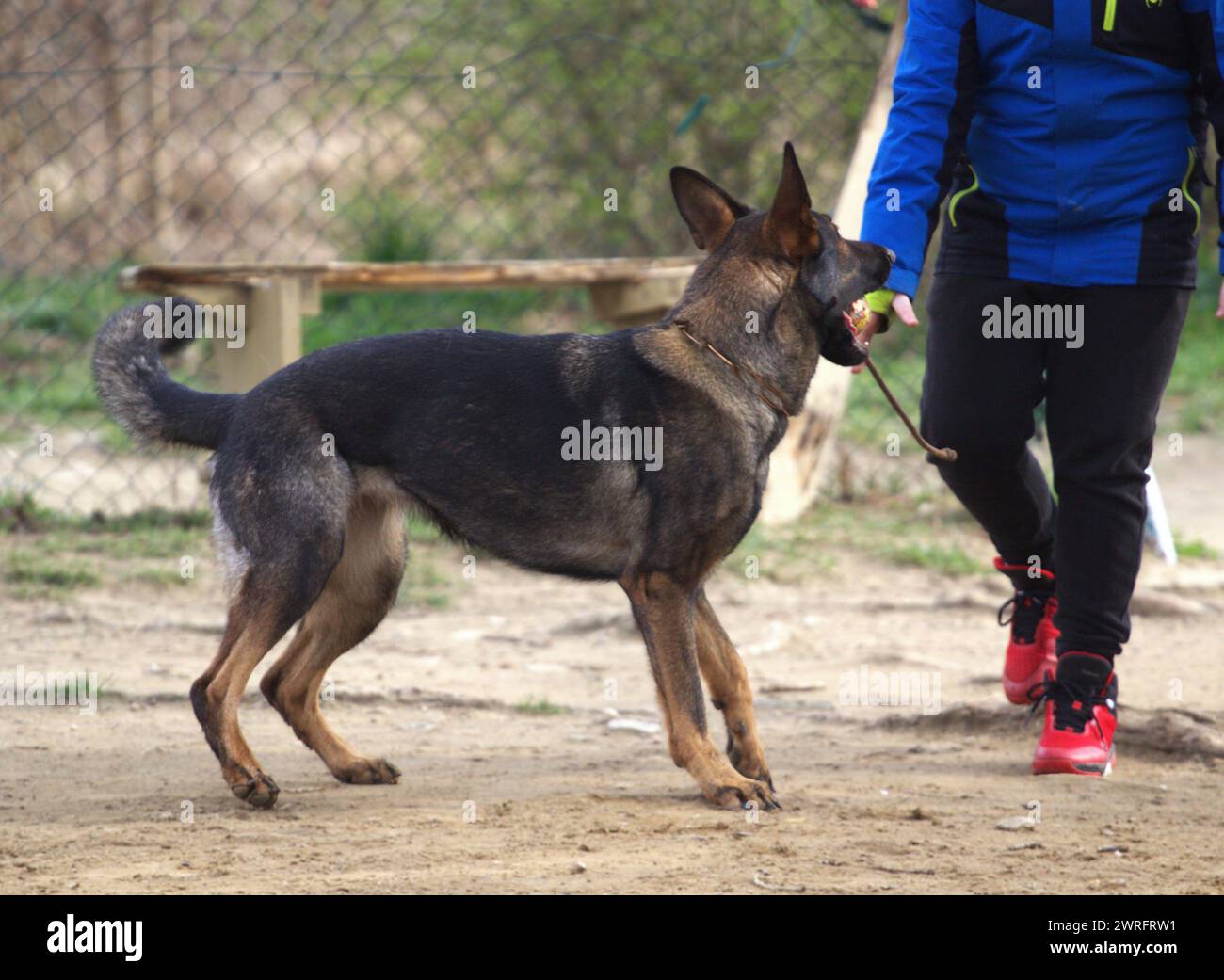 German Shepherd playing in a park during a walk Stock Photo - Alamy