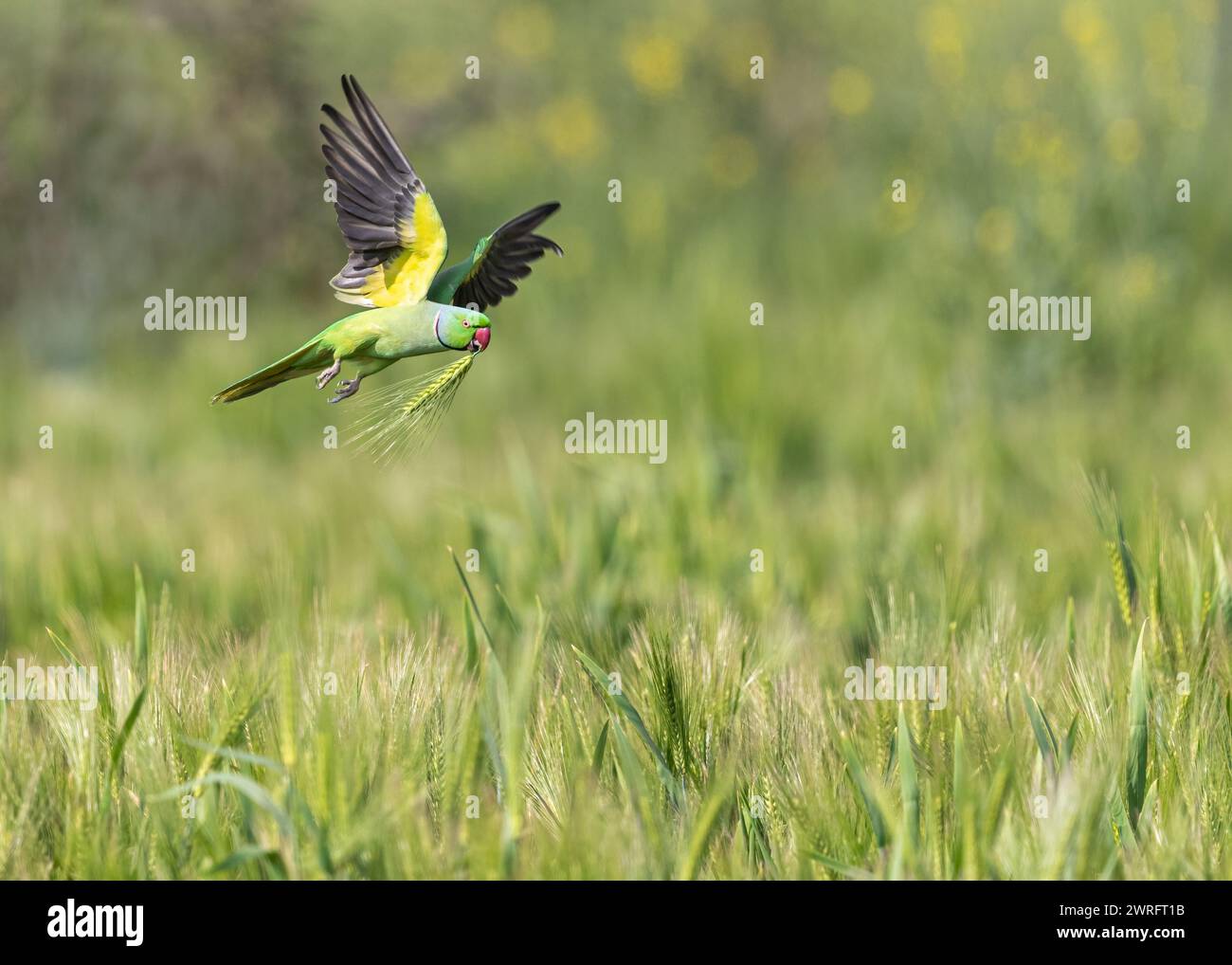Parakeet flying hi-res stock photography and images - Alamy