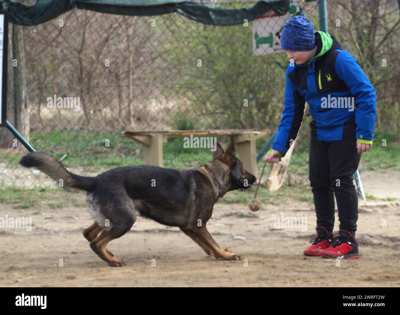German Shepherd playing in a park during a walk Stock Photo - Alamy