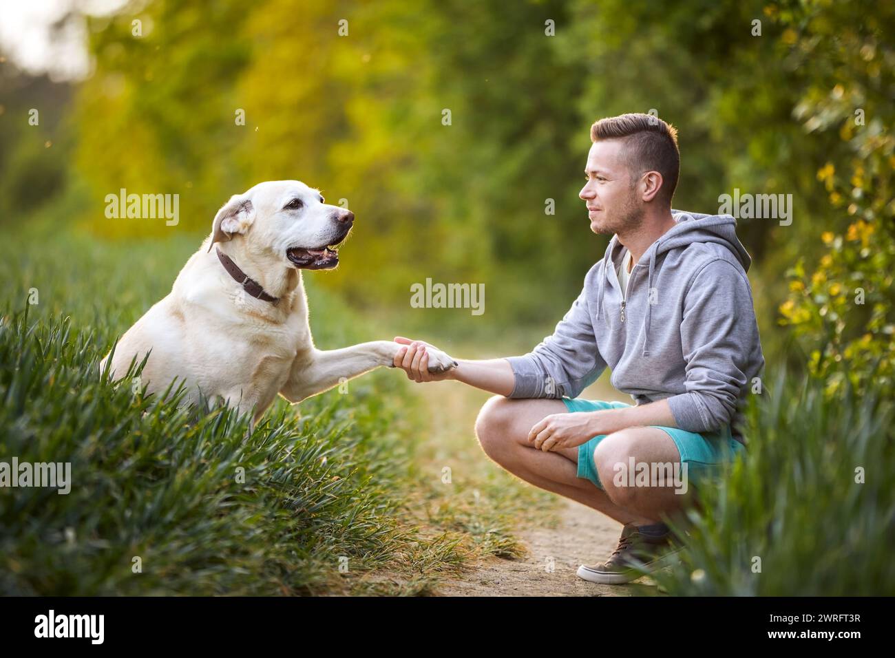 Happy man with dog in nature on sunny summer day. Cute yellow labrador ...