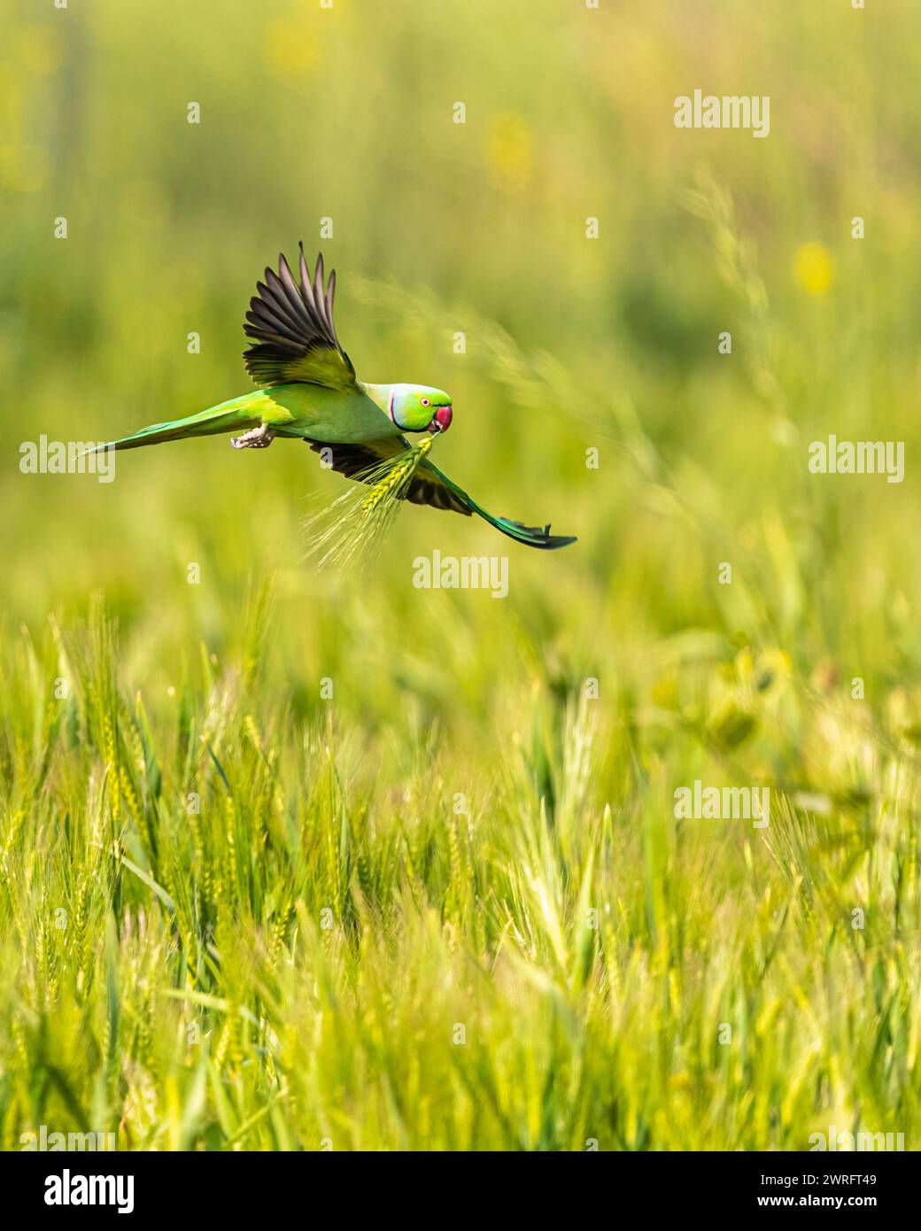 A red ringed parakeet flying with wings vertical Stock Photo - Alamy