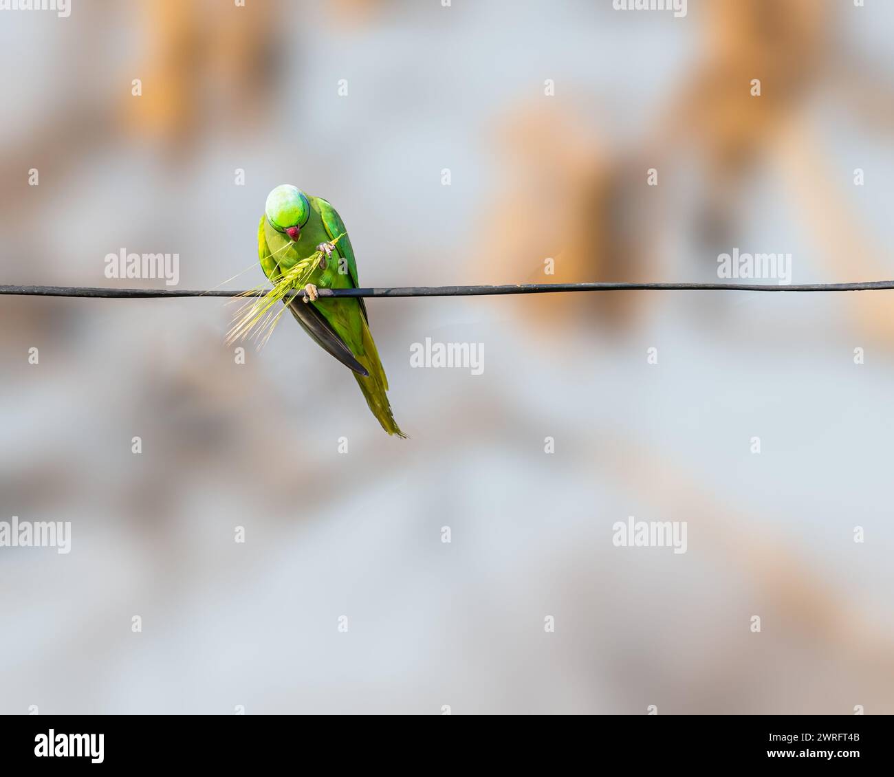A Red rose parakeet eating ear of wheat Stock Photo - Alamy