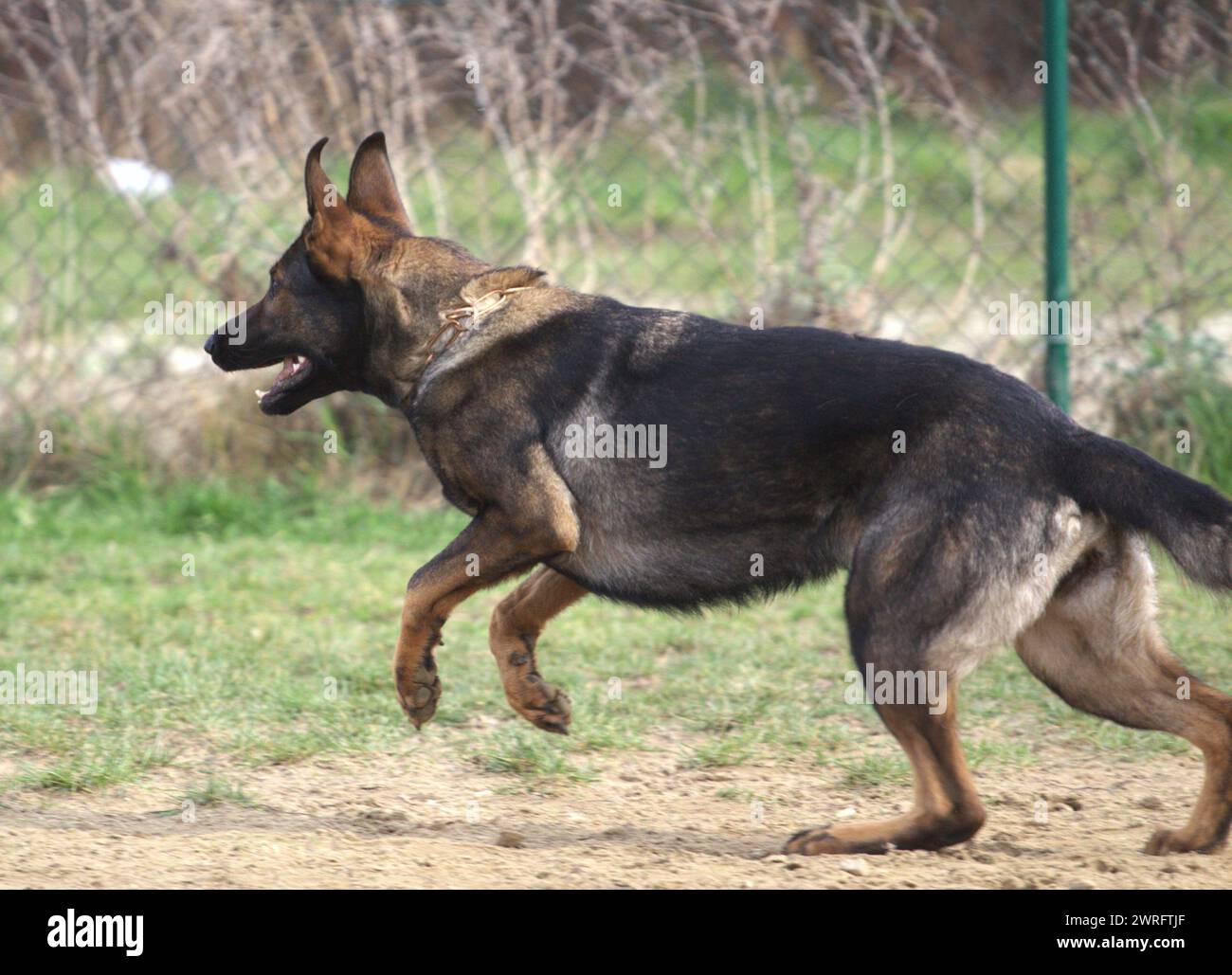 German Shepherd playing in a park during a walk Stock Photo - Alamy