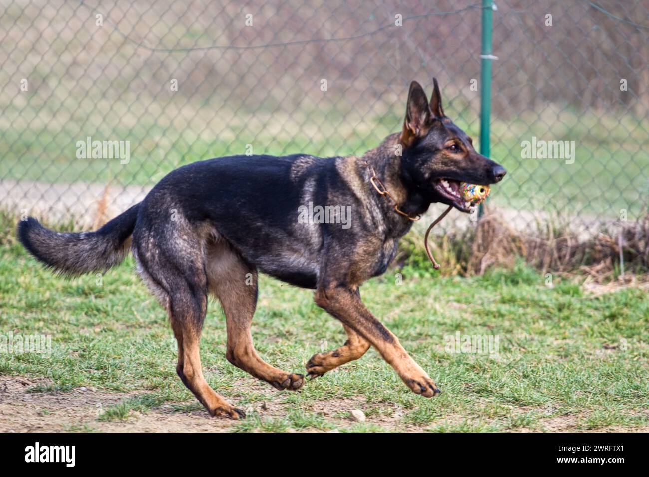 German Shepherd playing in a park during a walk Stock Photo - Alamy