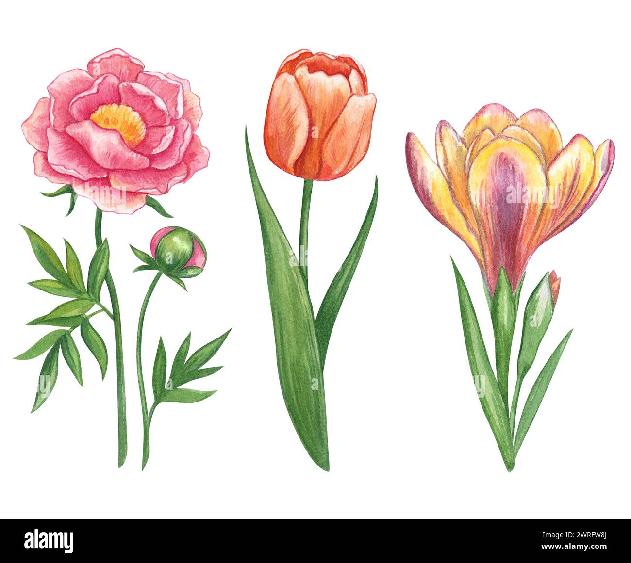 Set of garden flowers. Watercolor hand drawn illustration of spring ...