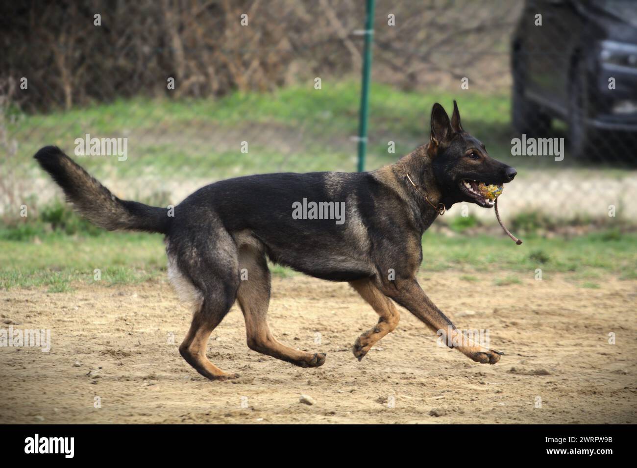 German Shepherd playing in a park during a walk Stock Photo - Alamy