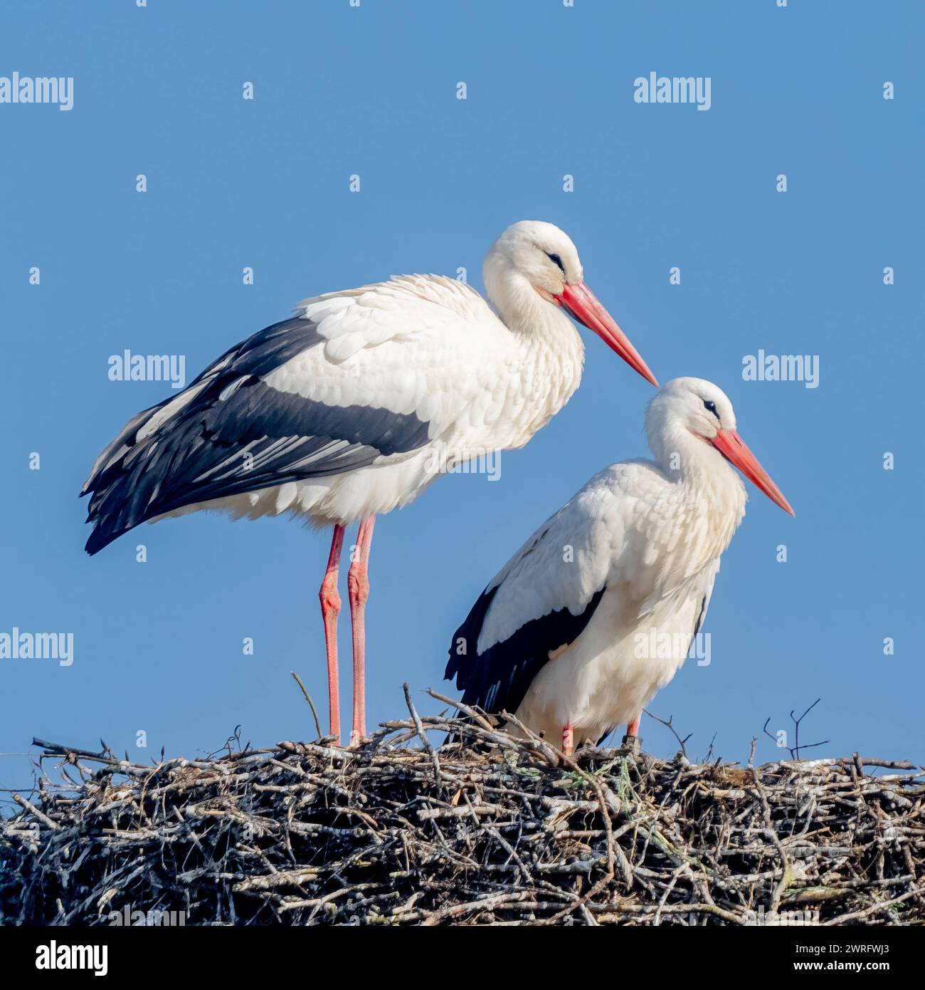 Hammoor, Germany. 08th Mar, 2024. A pair of storks return to their nest ...