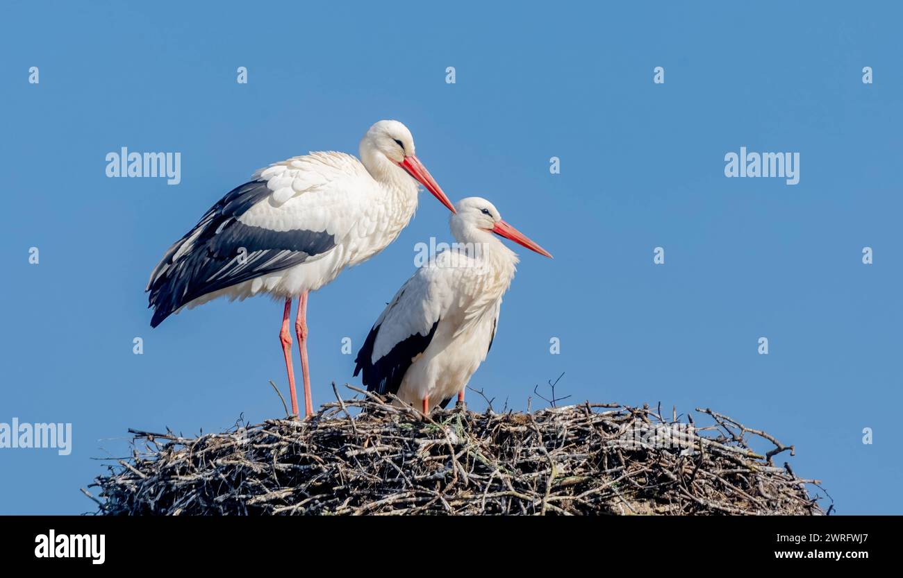 Hammoor, Germany. 08th Mar, 2024. A pair of storks return to their nest ...