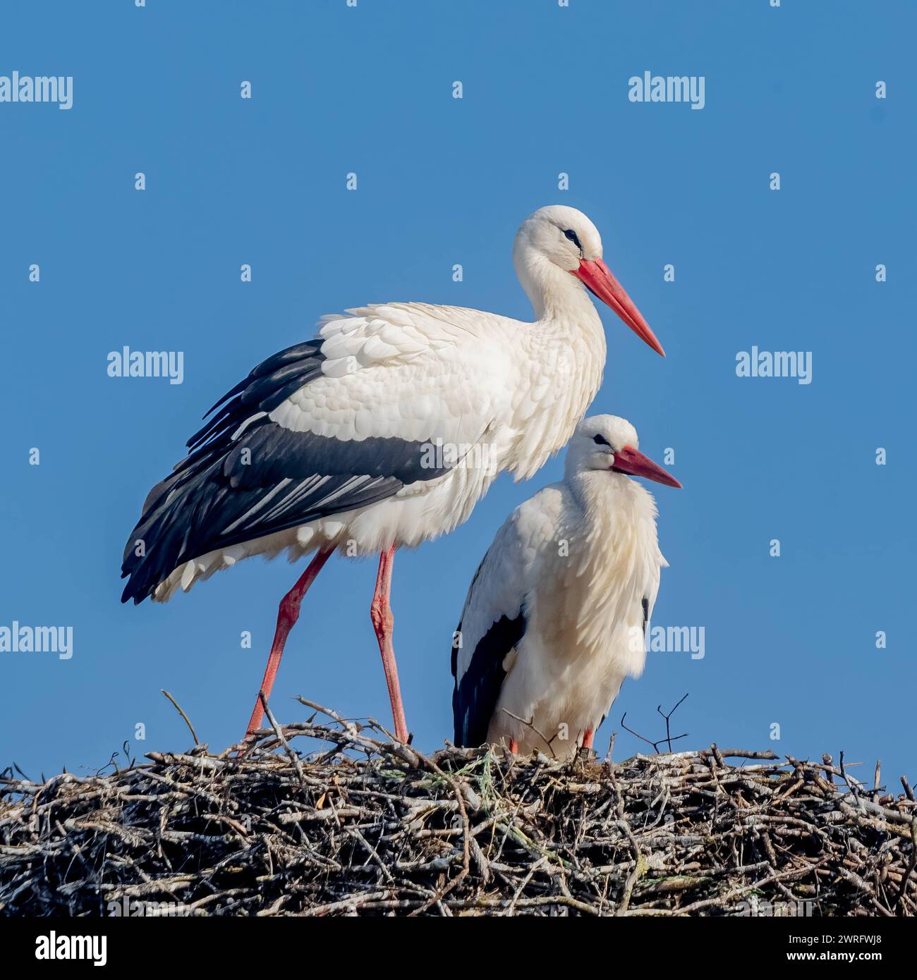 Hammoor, Germany. 08th Mar, 2024. A pair of storks return to their nest ...