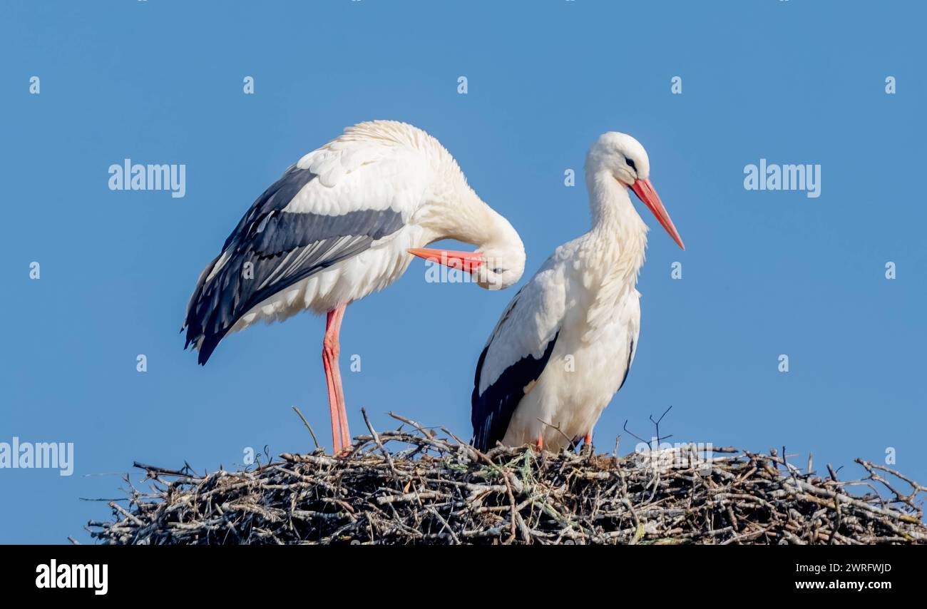 Hammoor, Germany. 08th Mar, 2024. A pair of storks return to their nest ...