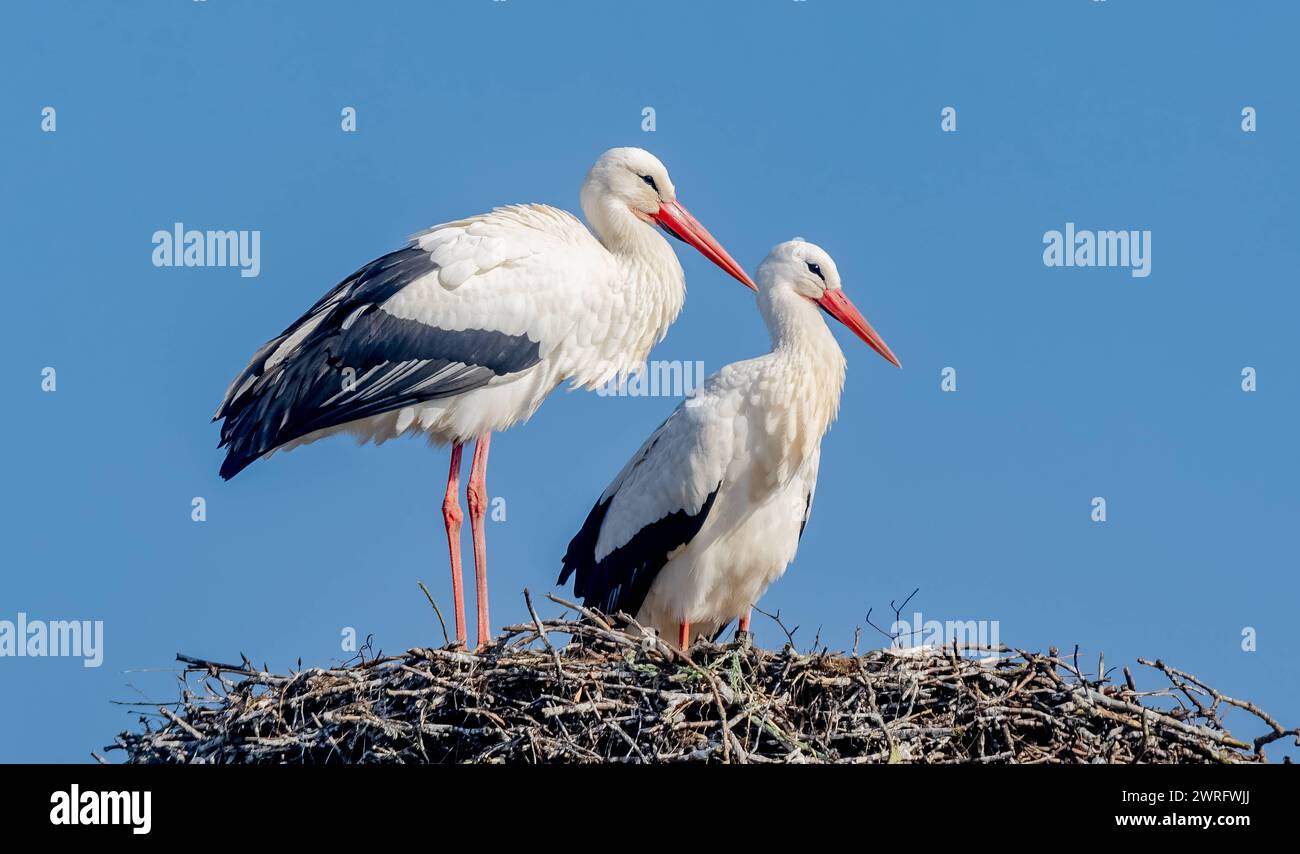 Hammoor, Germany. 08th Mar, 2024. A pair of storks return to their nest ...