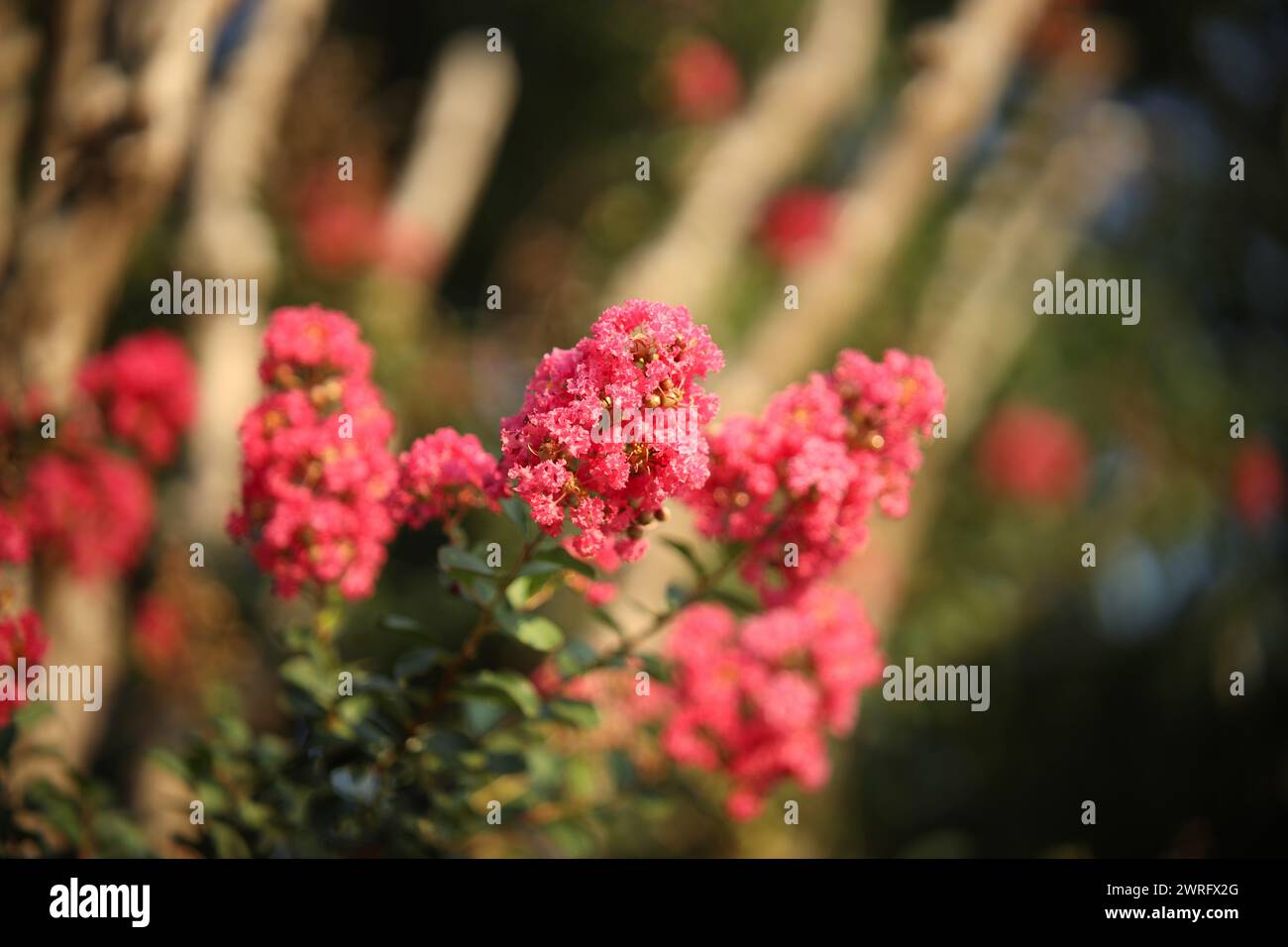 Pink Flower Golden Hour Stock Photo - Alamy