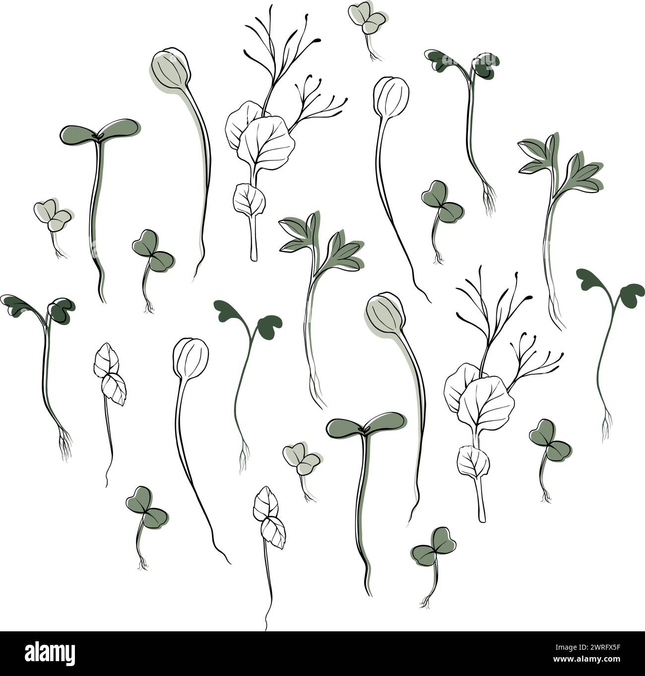 hand drawn microgreens vector illustration. Contour sprouts of ...