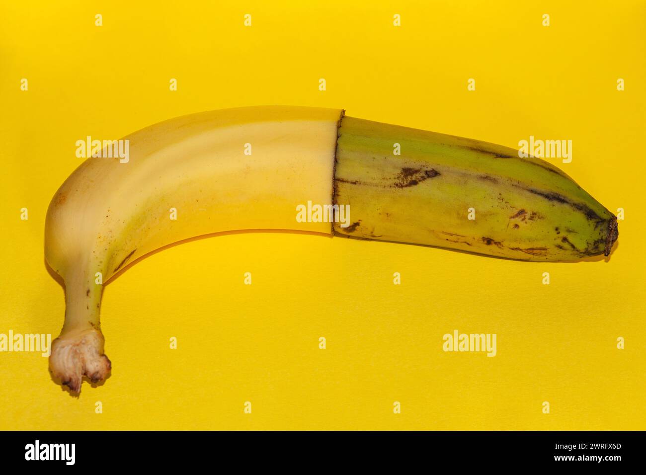The picture of a banana that is on the way to extinction and it is ...