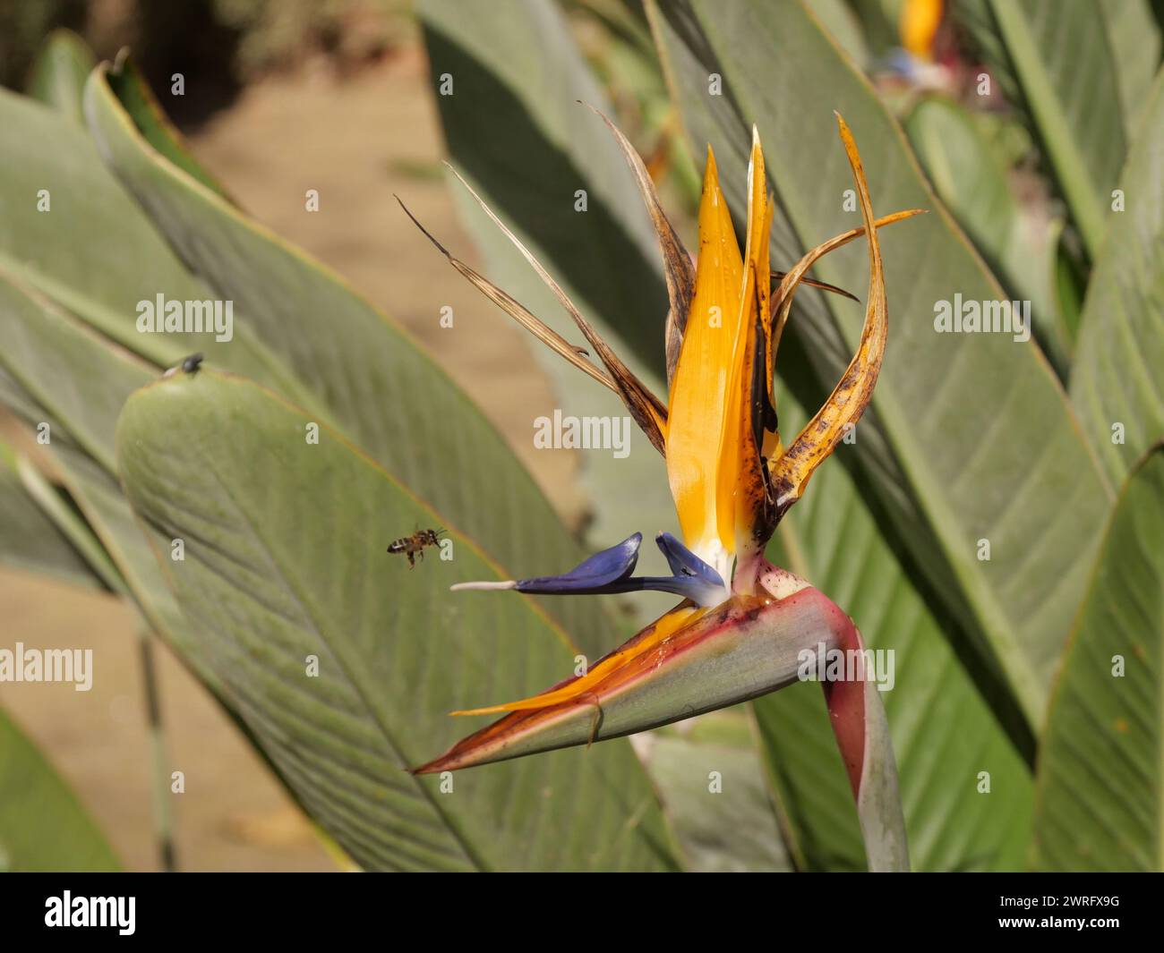 bee flying towards a bird of paradise flower near the Plaza de España ...