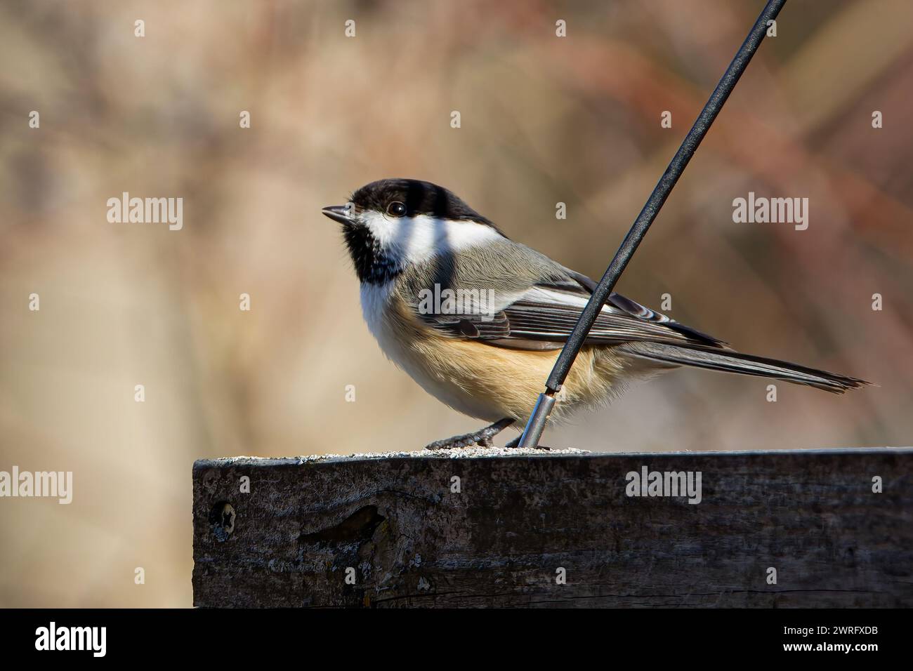 Small black-capped chickadee in my feeder by a sunny spring morning ...