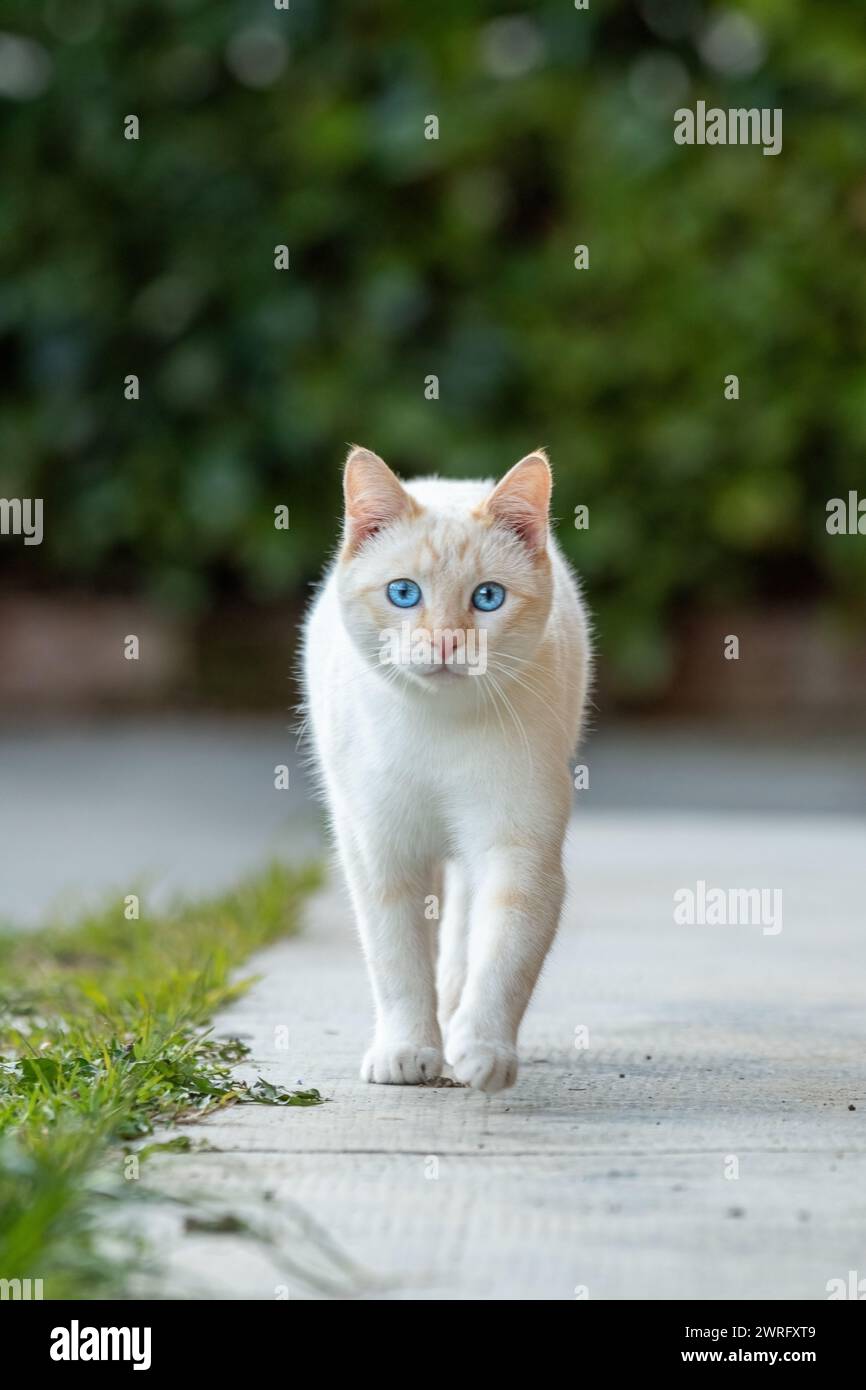 Cute white cat with blue eyes approaching camera Stock Photo - Alamy