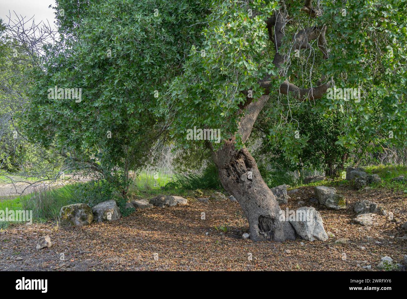 A big old oak tree in a mediterranean forest in the Judea mountains ...