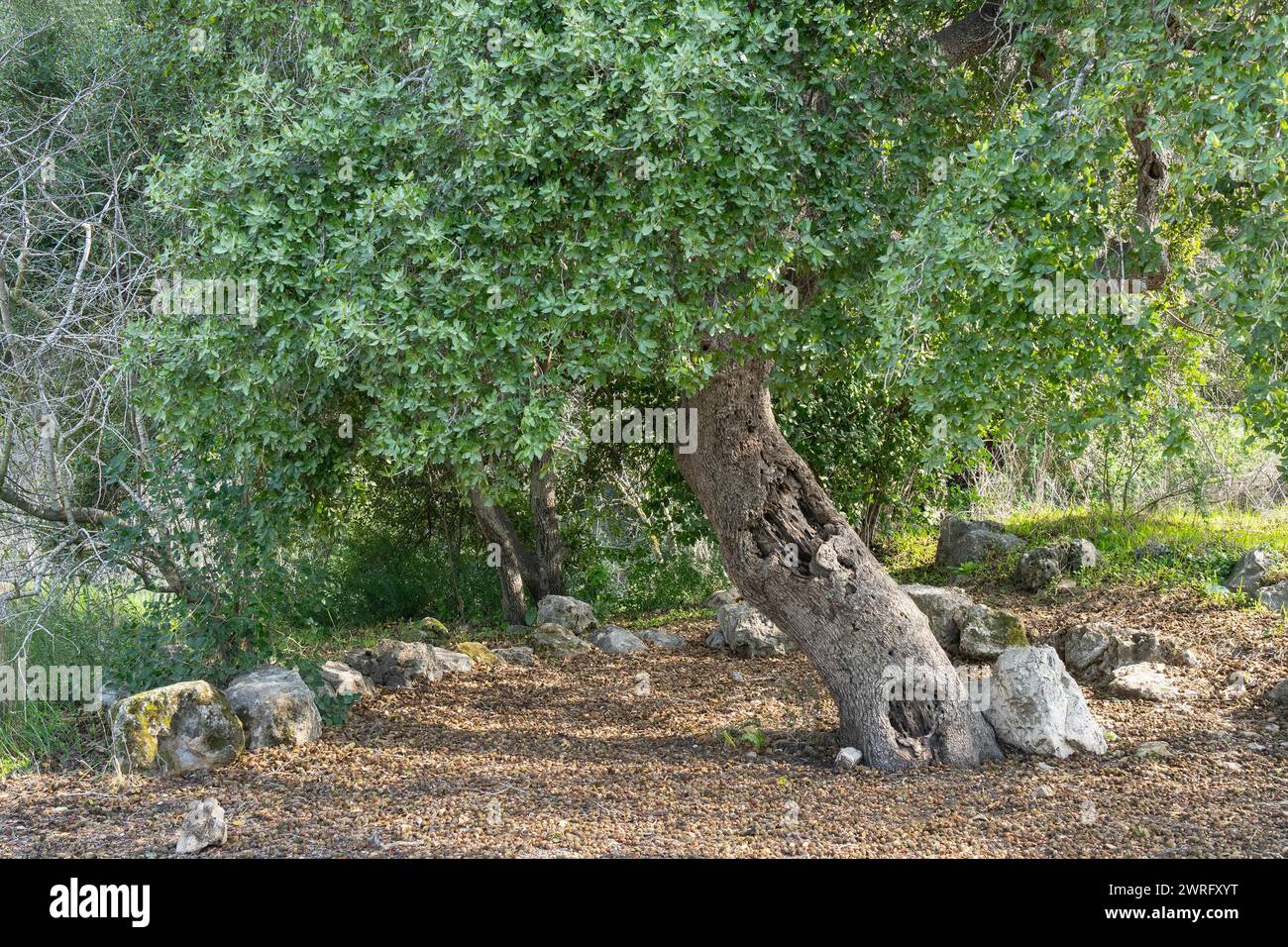 A big old oak tree in a mediterranean forest in the Judea mountains ...