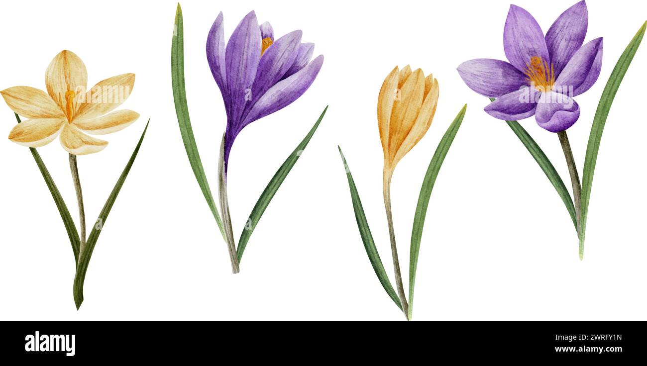 vector crocus flowers in violet and yellow color, drawn in watercolor ...