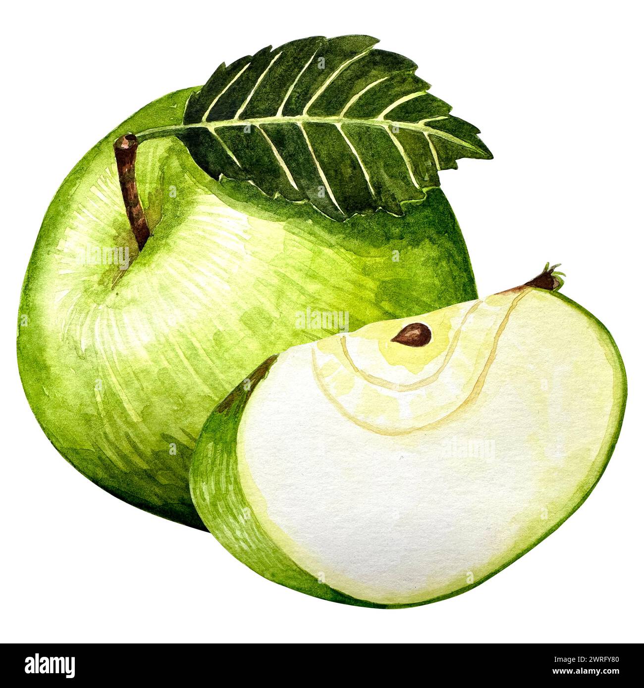 Watercolor half apples illustration isolated on white background ...