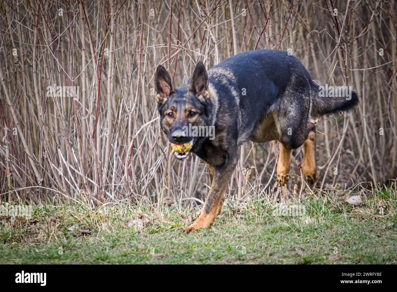 German Shepherd playing in a park during a walk Stock Photo - Alamy
