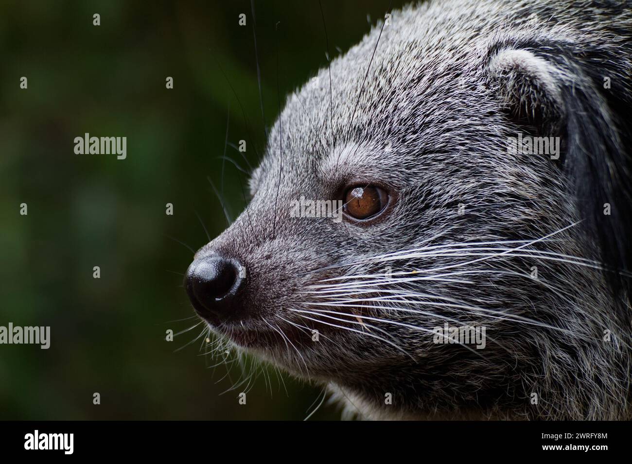 Side view bearcat hi-res stock photography and images - Alamy