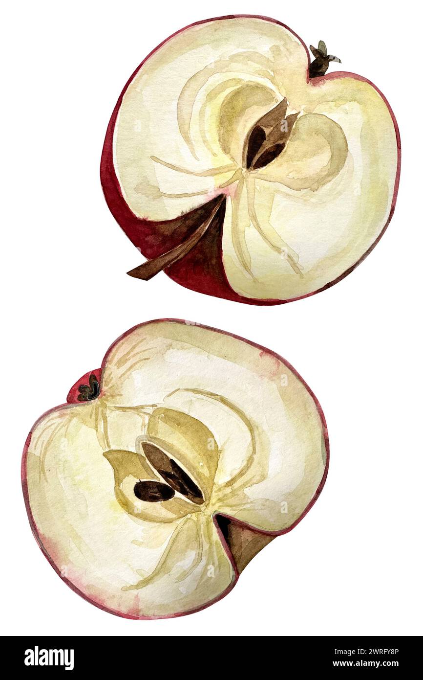 Watercolor half apples illustration isolated on white background ...