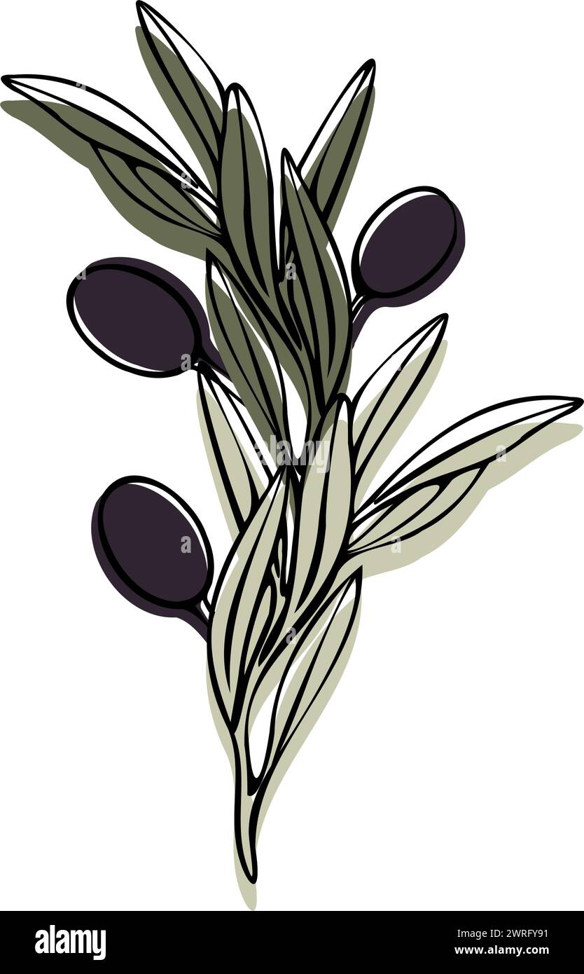 Vector olive tree branch with leaves and olives fruit. Hand painted ...