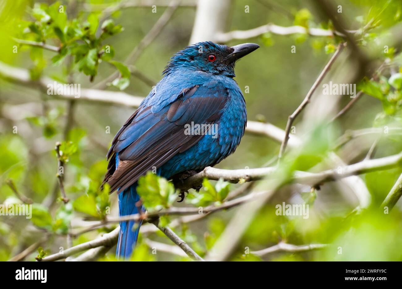 Tigmamanukan token hi-res stock photography and images - Alamy