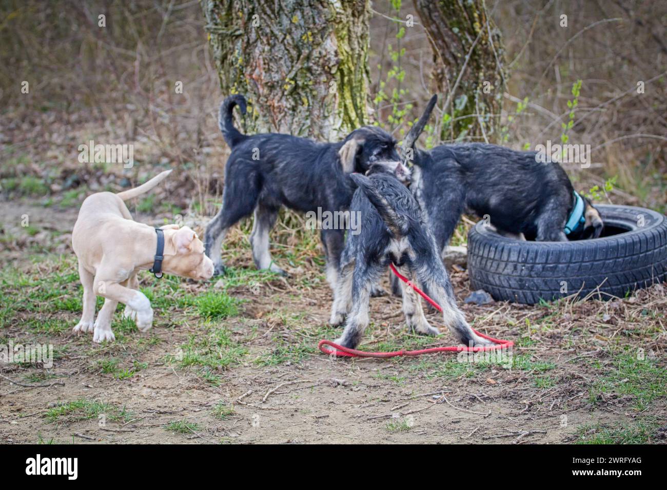 Giant Schnauzer puppies and an American Staffordshire Bull Terrier ...