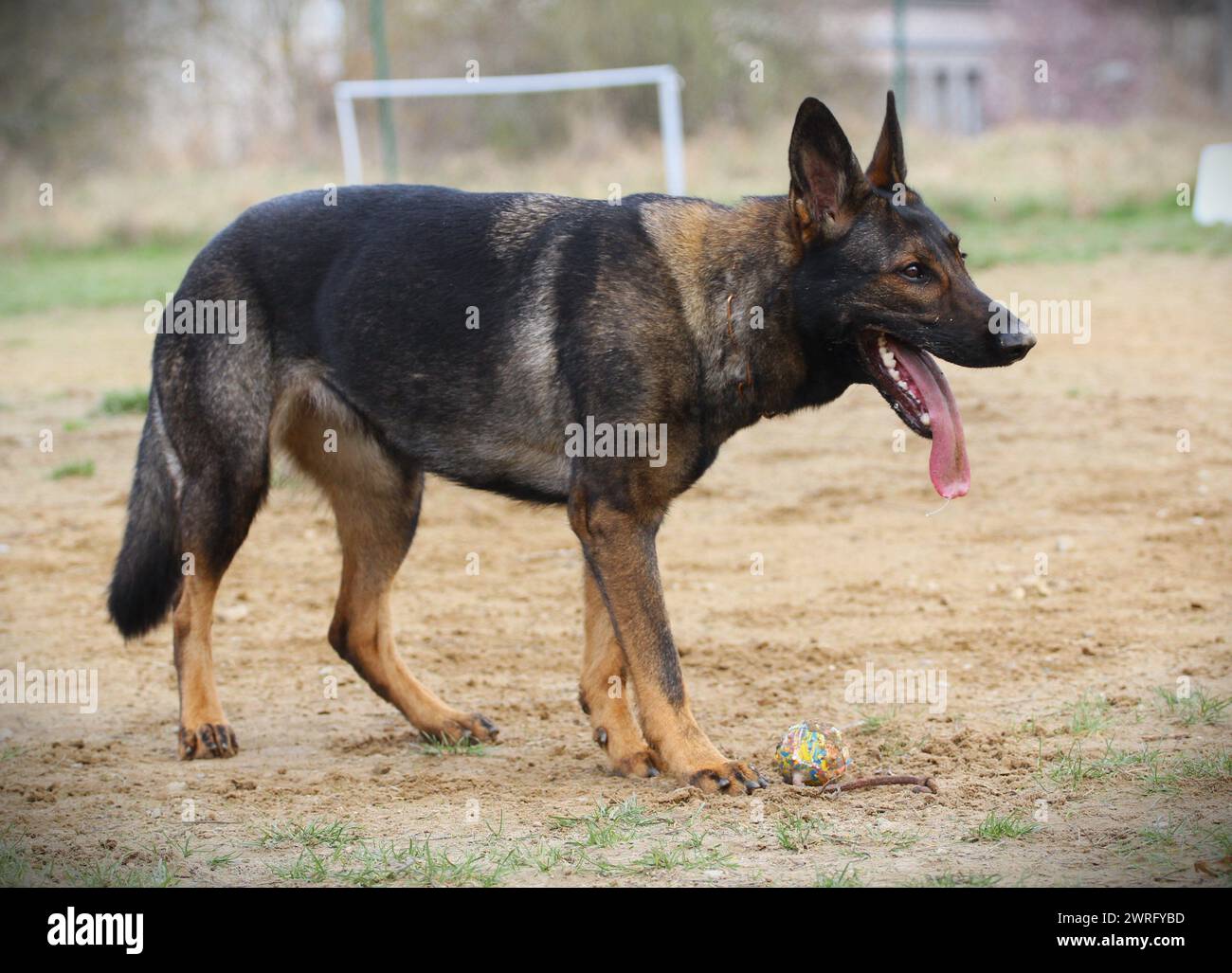 German Shepherd playing in a park during a walk Stock Photo - Alamy