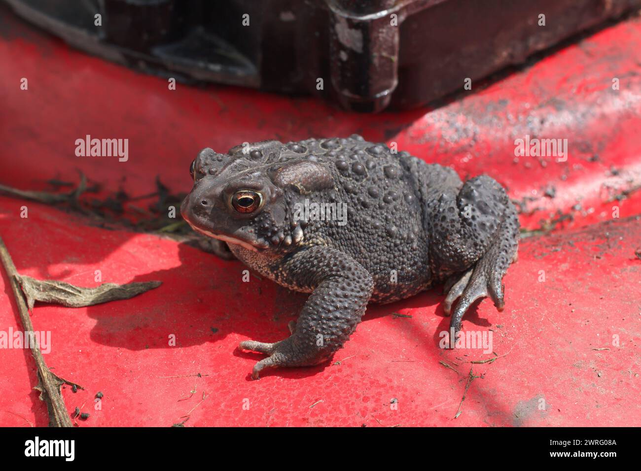 American toad sitting on lawn mower body Stock Photo - Alamy