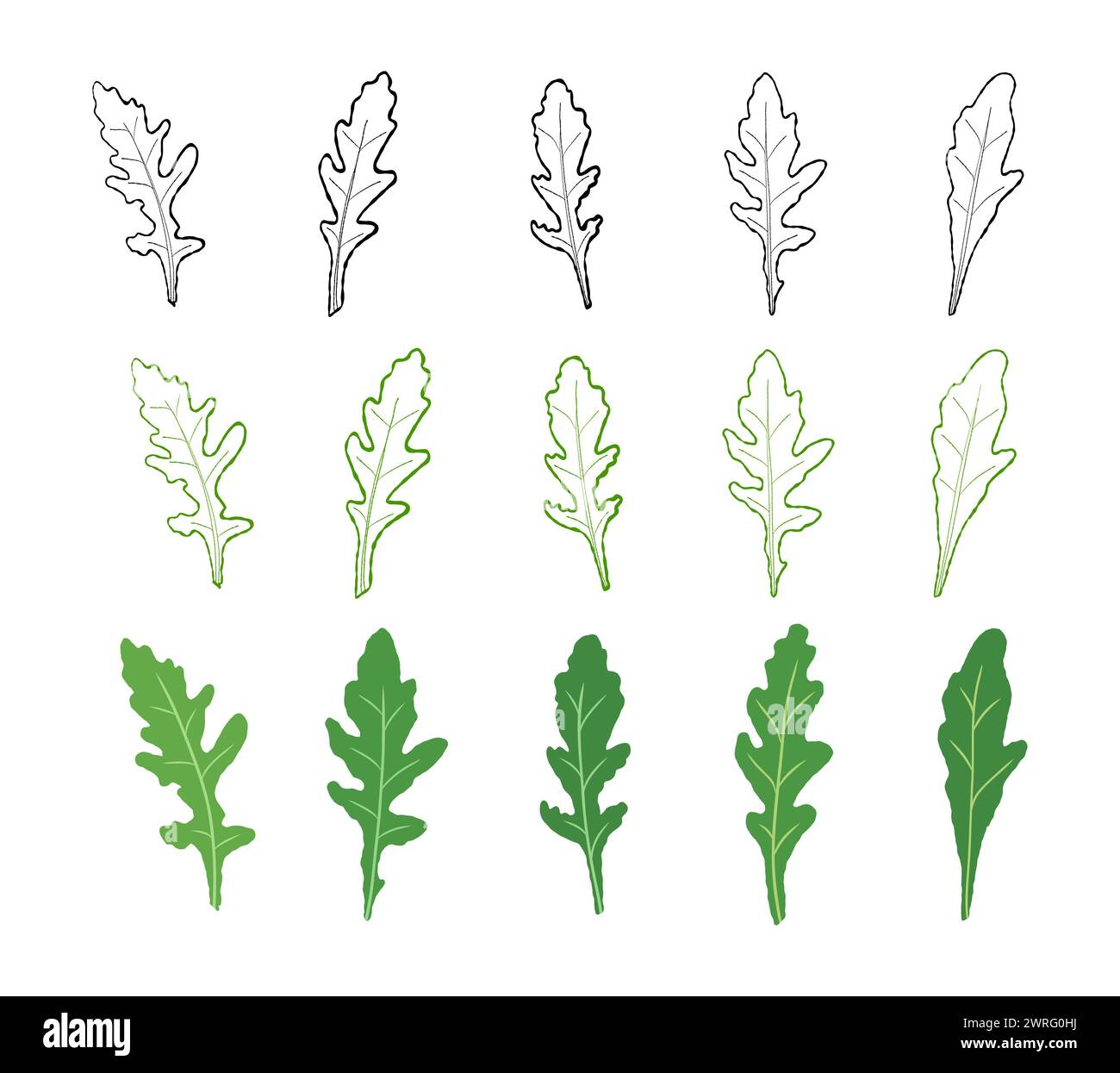 Set of leaves arugula. Vector painted. Illustration superfood on white ...