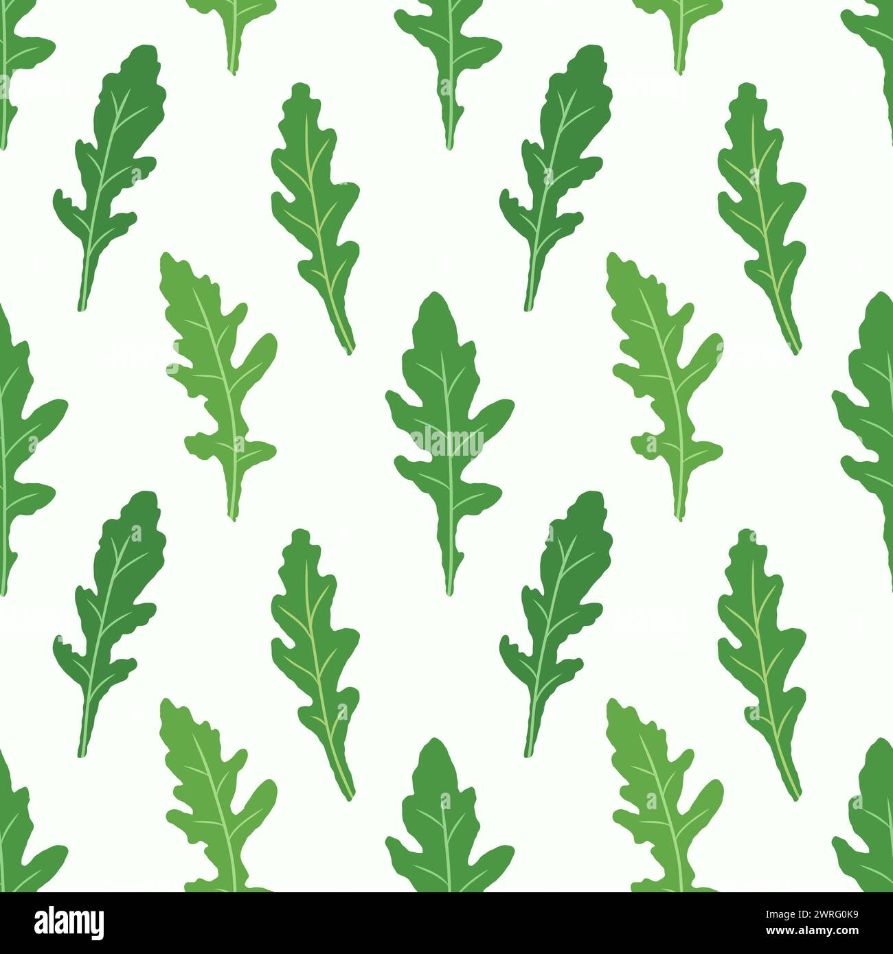 Seamless pattern arugula. Vector painted. Illustration superfood on ...