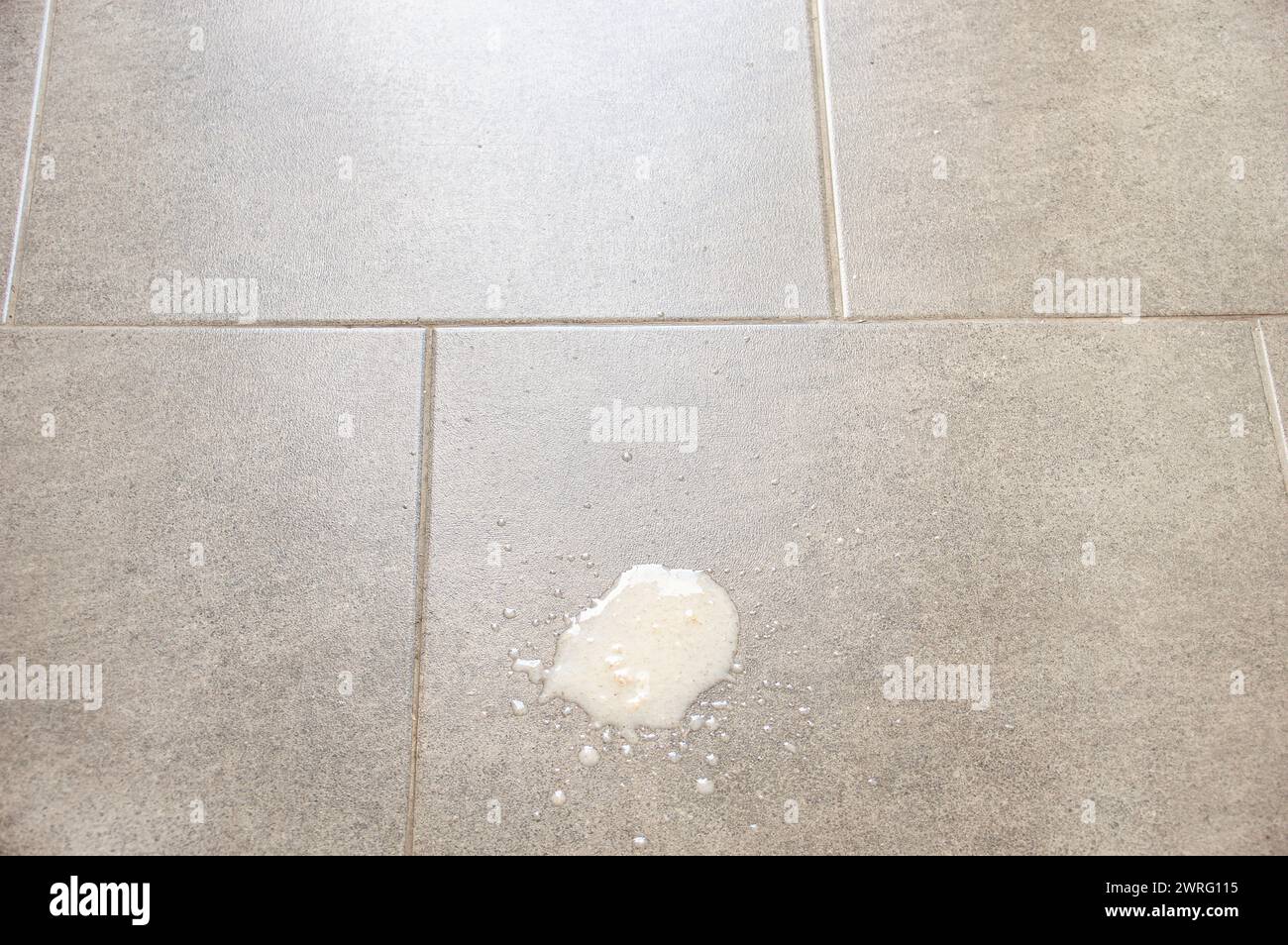 Vomit of a cat or a dog on the floor of a house with copy space Stock ...