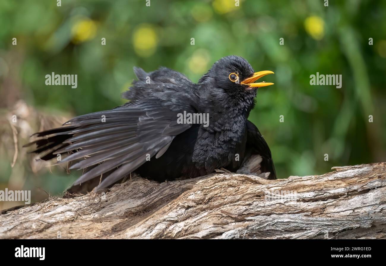 Blackbird sunbathing hi-res stock photography and images - Alamy