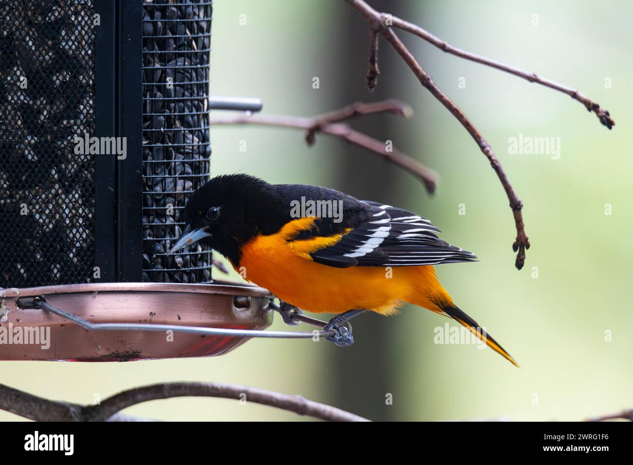 Baltimore oriole, Icterus looking for food while on a migration path ...
