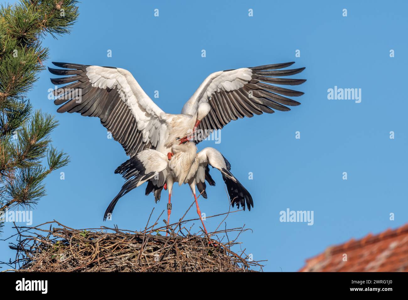 Mating white storks in courtship display (ciconia ciconia) on their ...